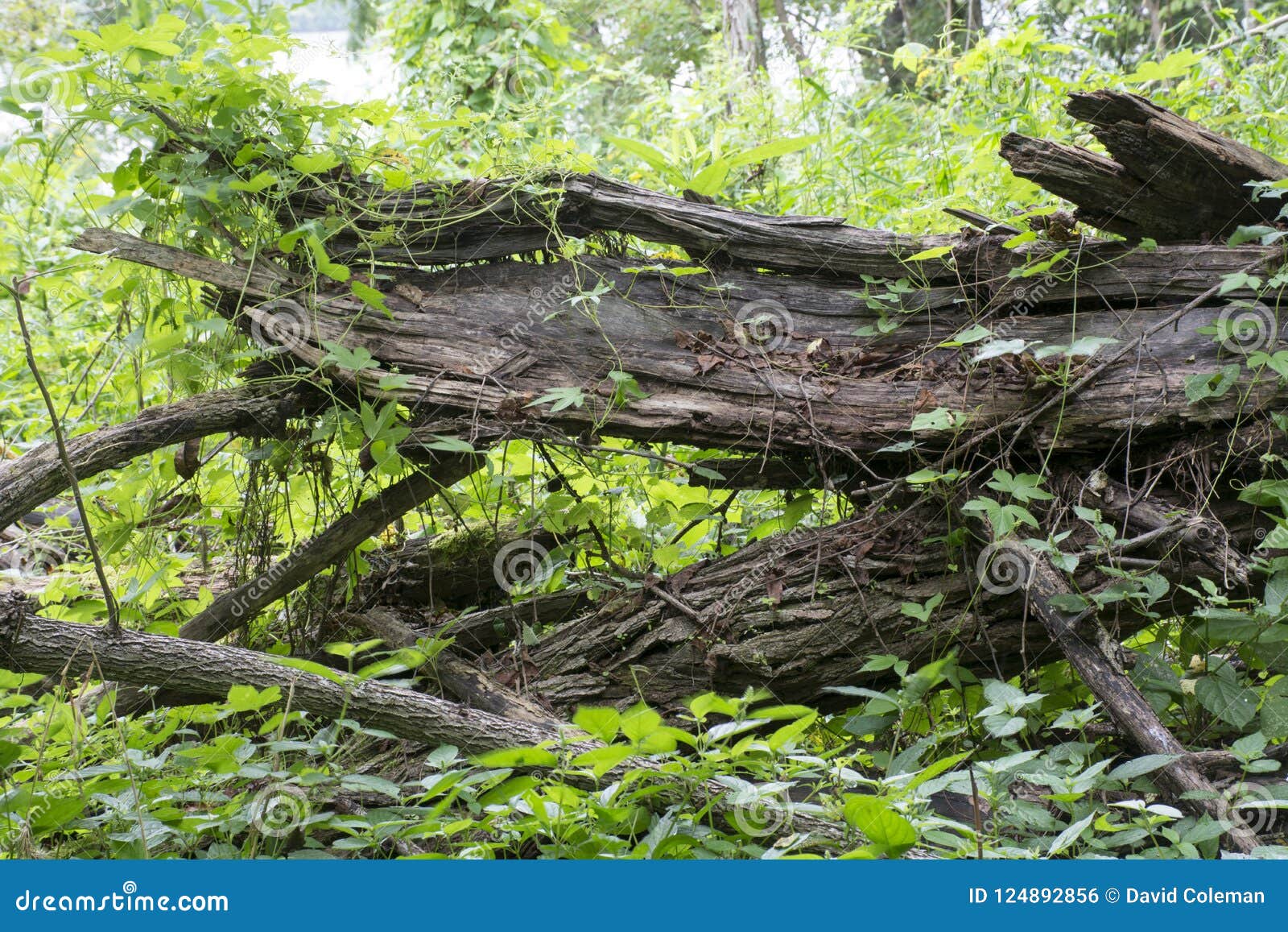 Rotting log with vines stock photo. Image of west, leaves - 124892856