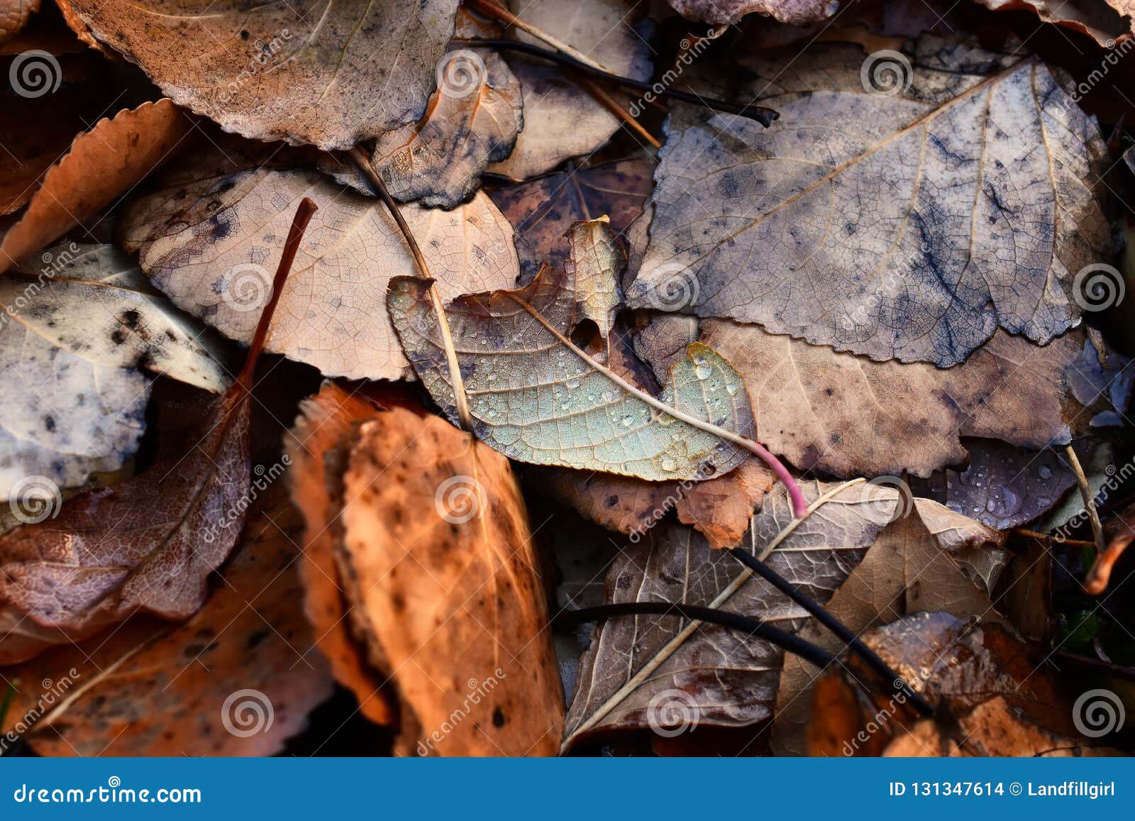Old Decaying Leaves stock photo. Image of leaves, water - 131347614