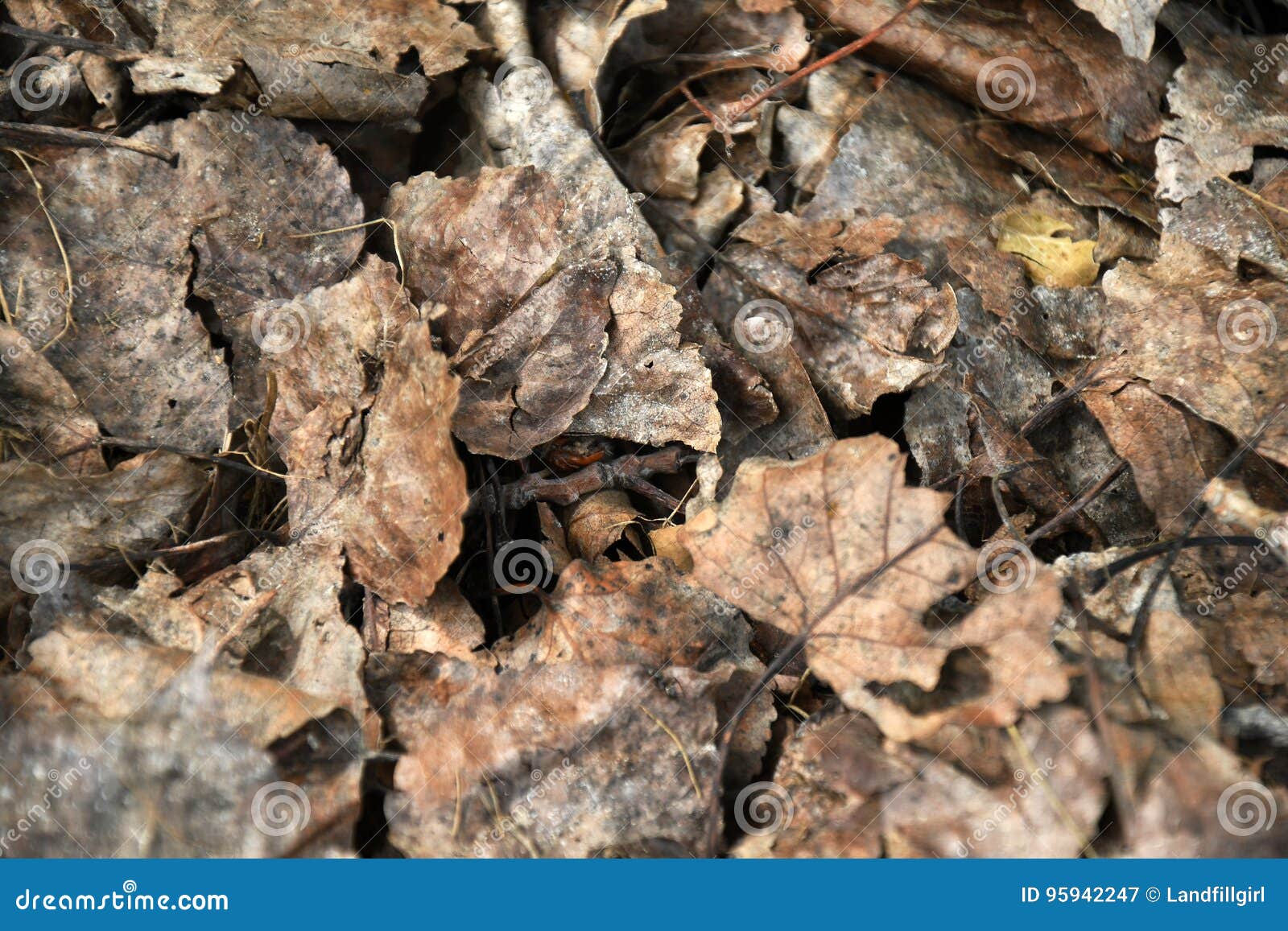 Old Decaying Leaves Texture Stock Image - Image of branch, humus: 95942247