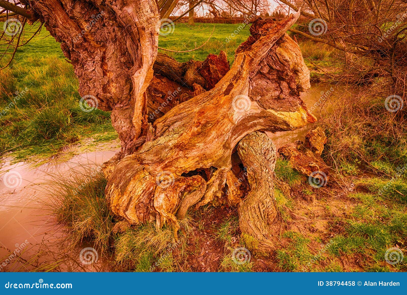 A Decaying Tree Is Beautiful In The Badulla District Of Sri Lanka ...
