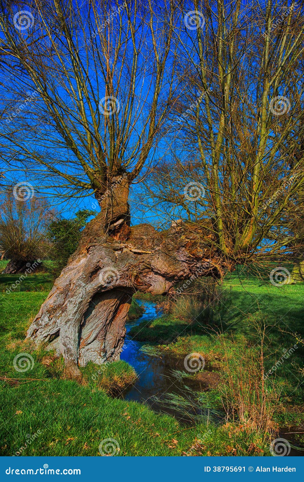 Old Decaying Tree Next To a Stream Stock Image - Image of flow, nature ...