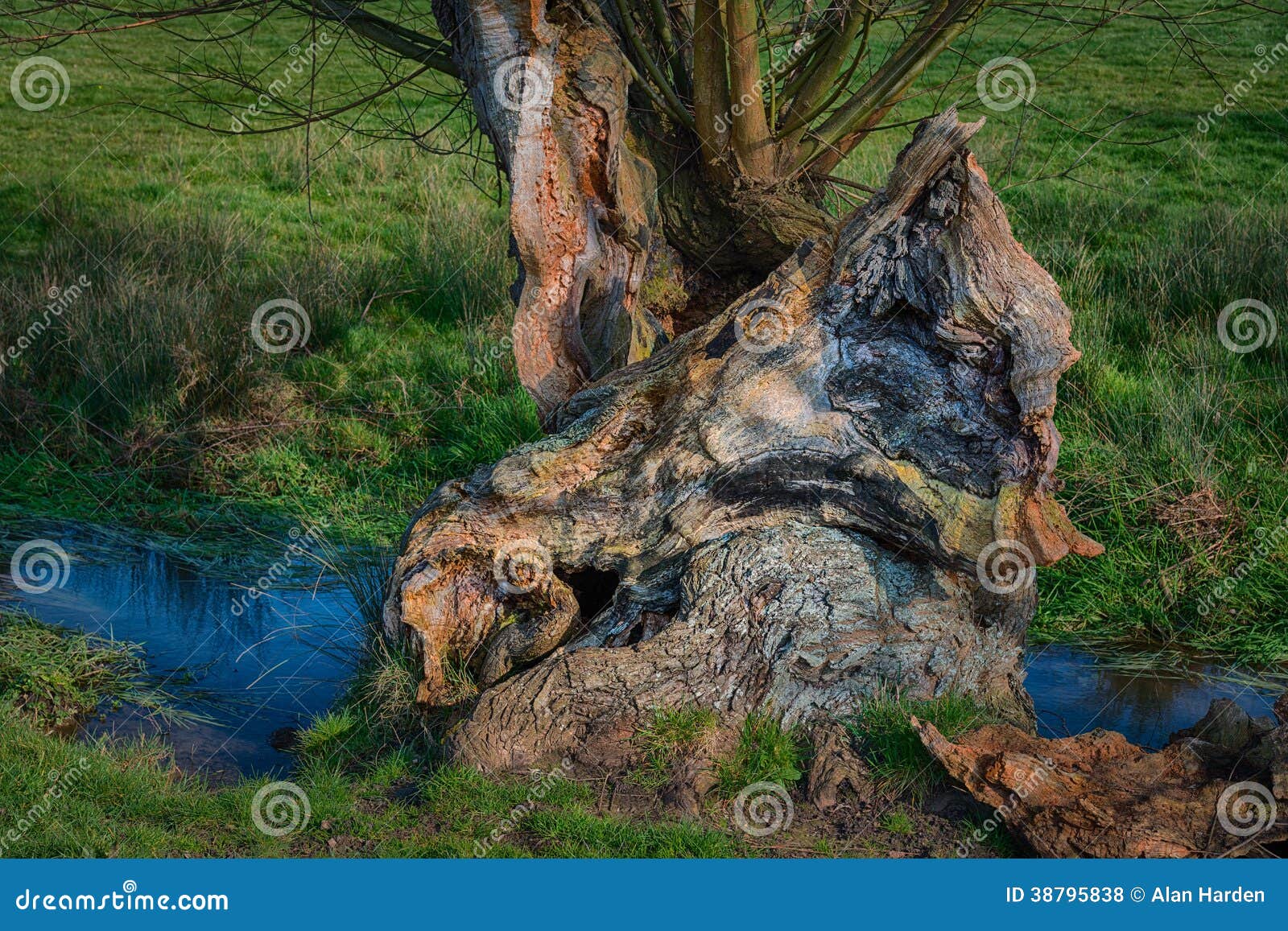 Old Decaying Tree Next To a Stream Stock Photo - Image of root, nature ...