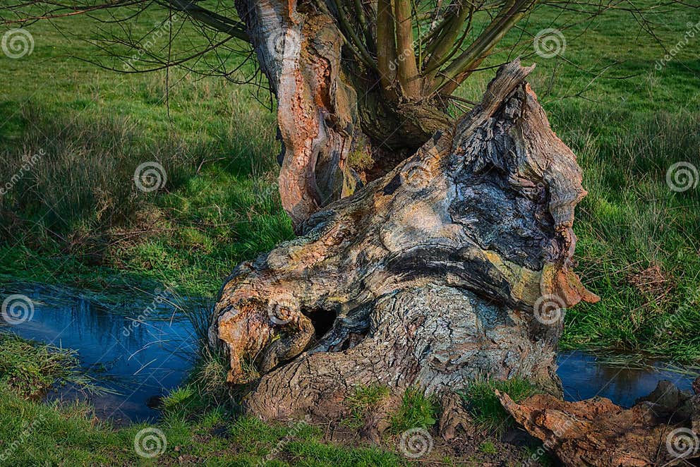 Old Decaying Tree Next To a Stream Stock Photo - Image of root, nature ...