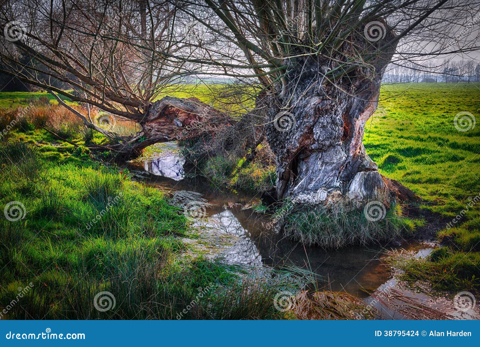 Old Decaying Tree Next To a Stream Stock Photo - Image of outdoors ...