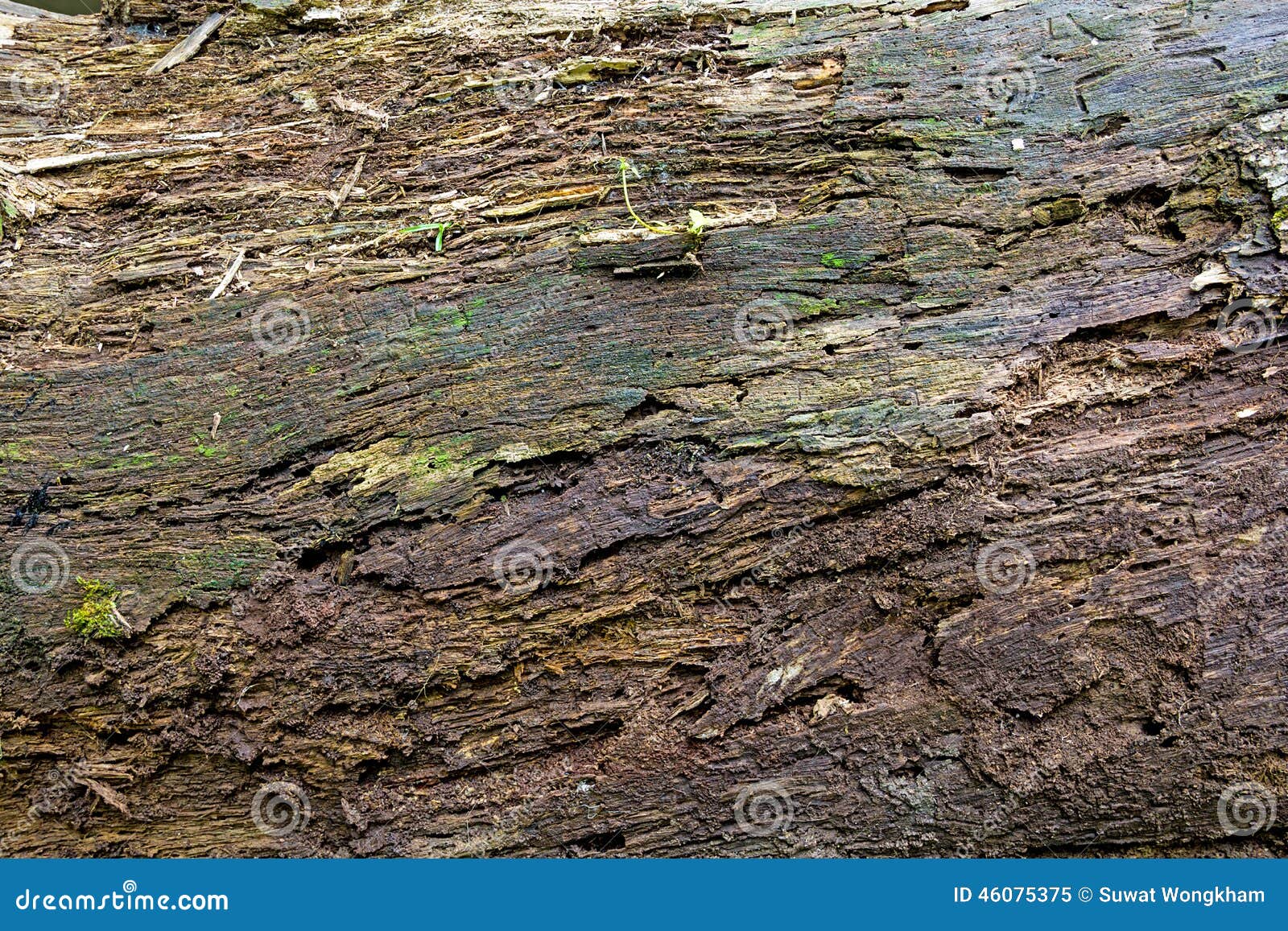 Old decaying trunk of tree stock image. Image of dirty - 46075375