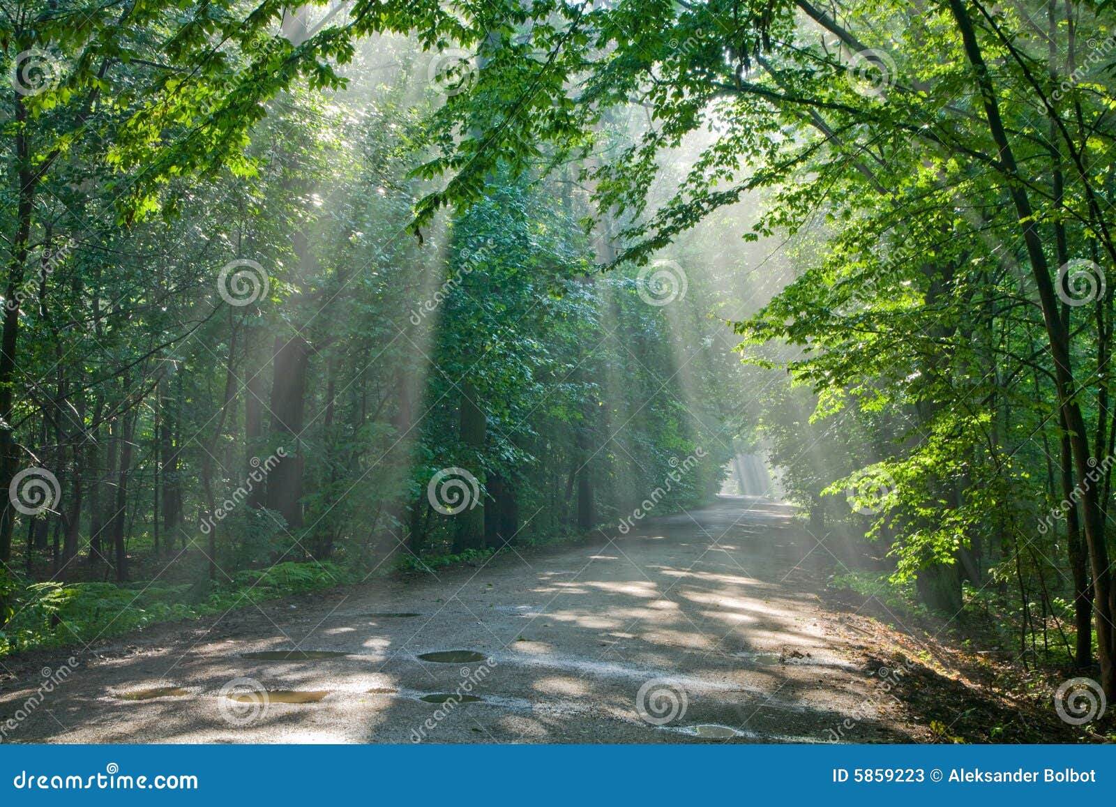 Old Deciduous Forest with Beams of Light Entering Stock Image - Image ...