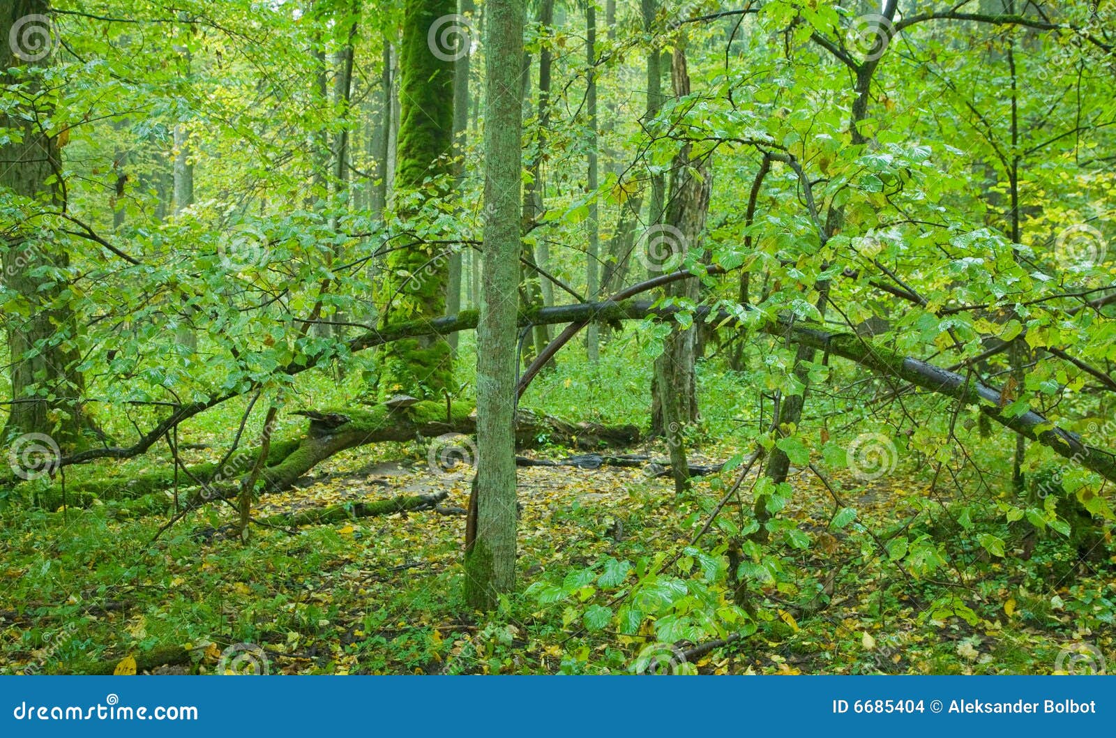 Old Deciduous Forest with Linden Tree Stock Photo - Image of green ...