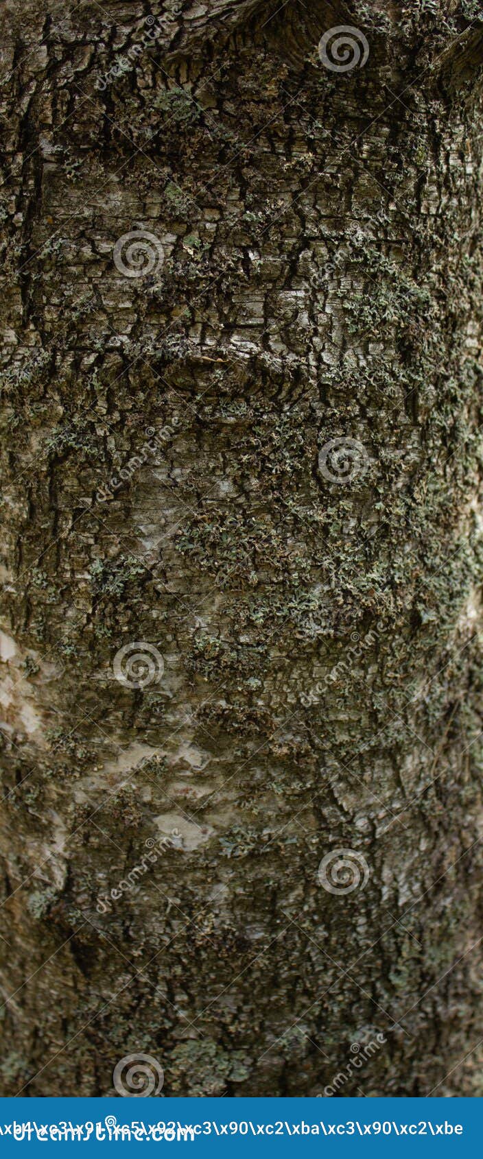 Old Deciduous Tree Trunk Covered with Lichen. Close-up Texture of the ...