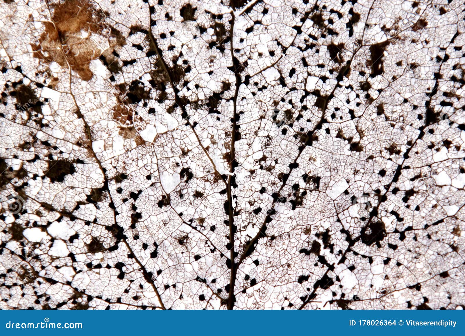 Old Decomposed Leaf with Ribs and Veins Stock Photo - Image of colorful ...