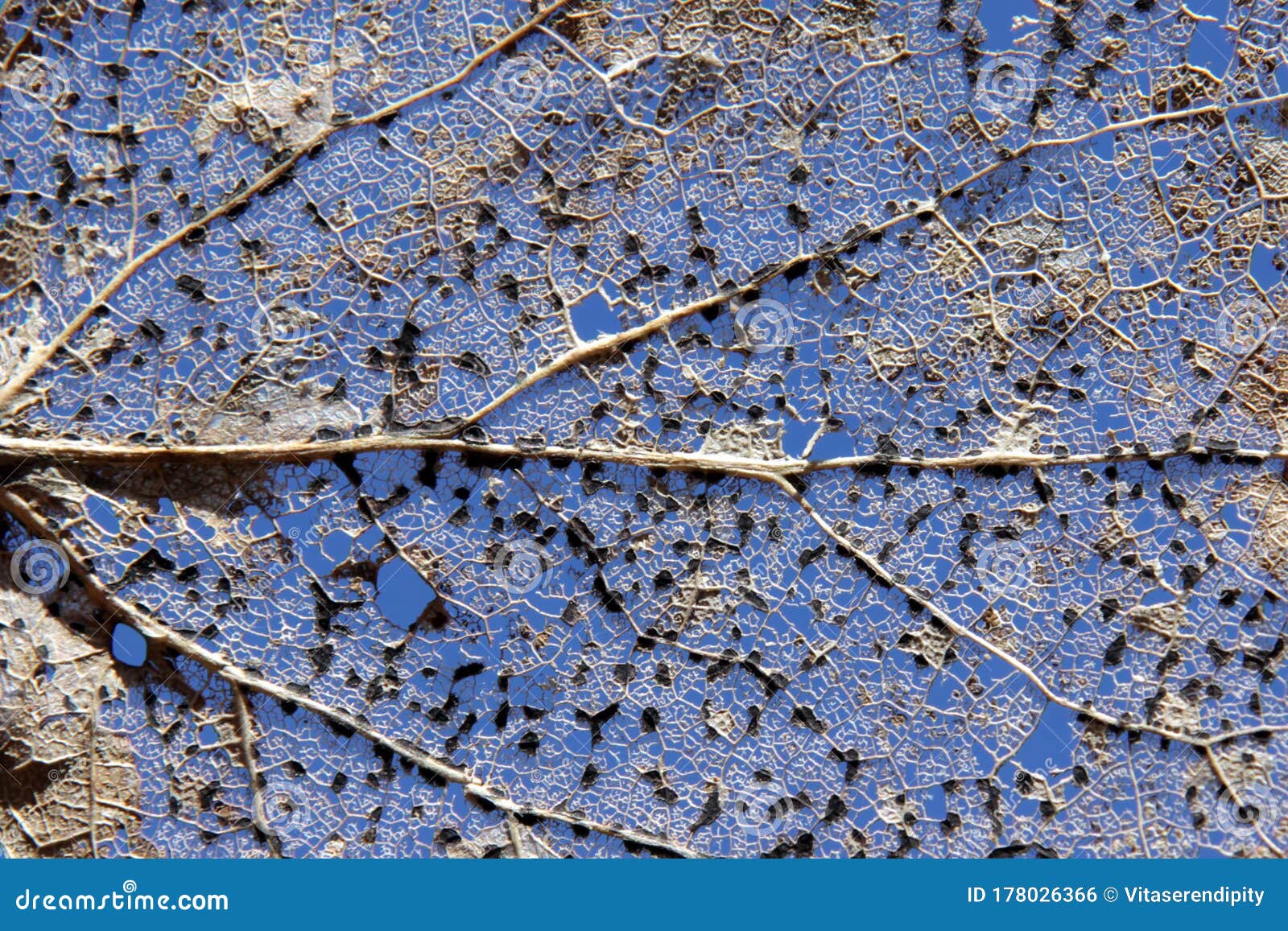 Old Decomposed Leaf with Ribs and Veins Stock Photo - Image of colorful ...