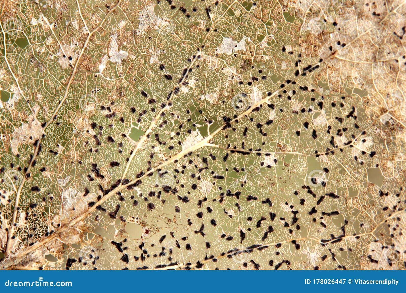 Old Decomposed Leaf with Ribs and Veins Stock Image - Image of colorful ...