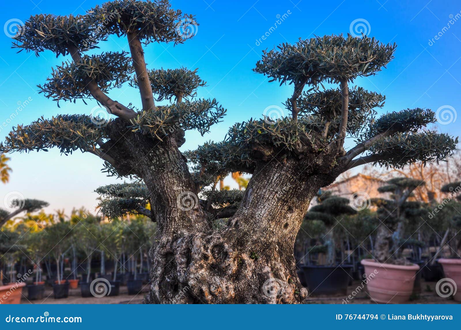 Old Decorative Olive Tree Offered for Sale in Nursery. Stock Photo ...