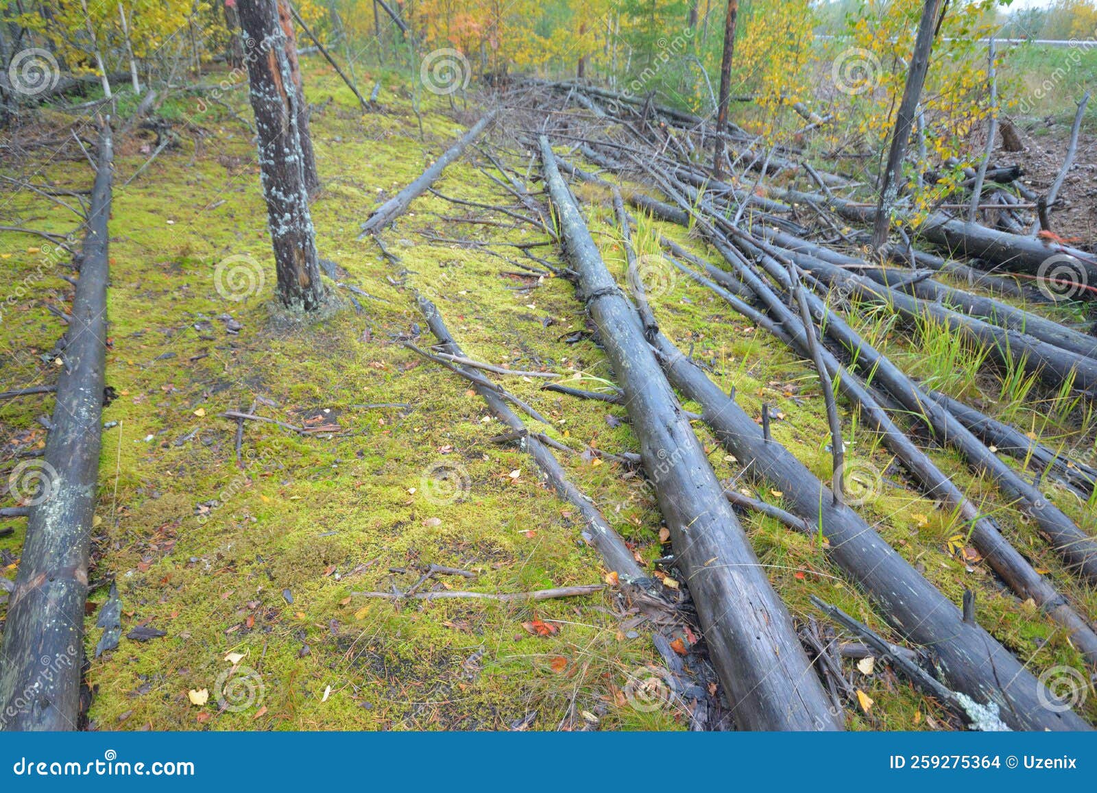 Old Decrepit Fallen Tree Trunks in the Forest Stock Photo - Image of ...