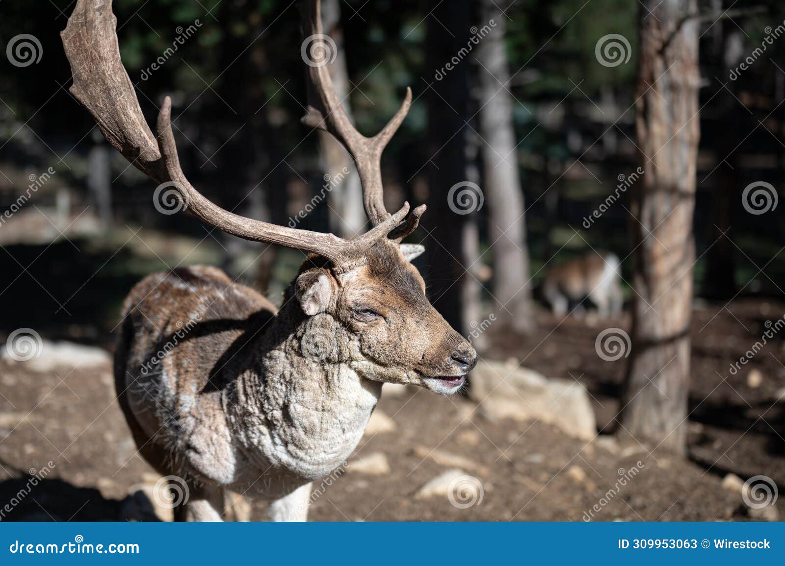 Old Deer in the Pyrenees at the Parc Animalier Des Angles in Capcir ...