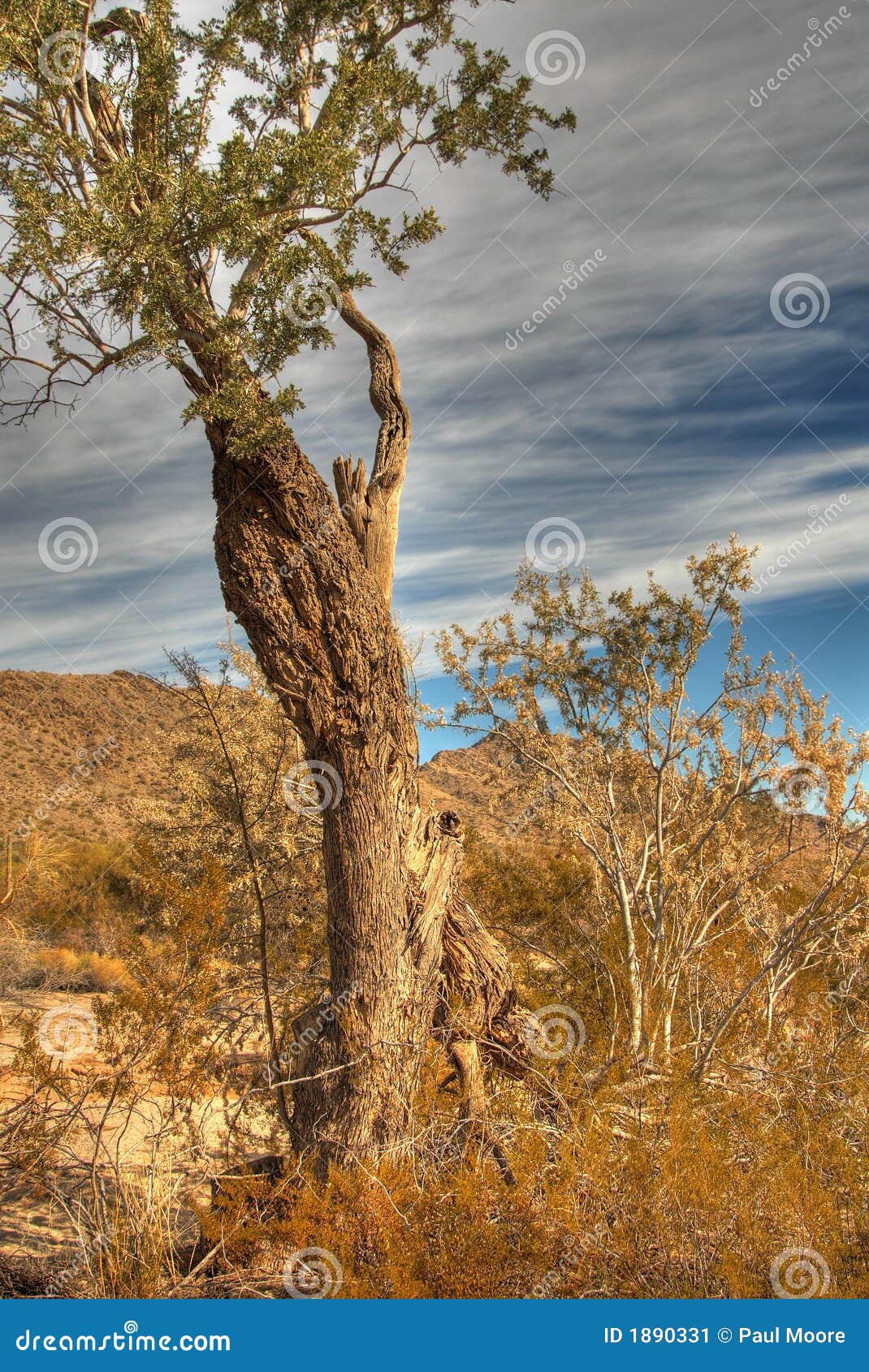 Dying Arizona Tree Stock Photos - Free & Royalty-Free Stock Photos from ...
