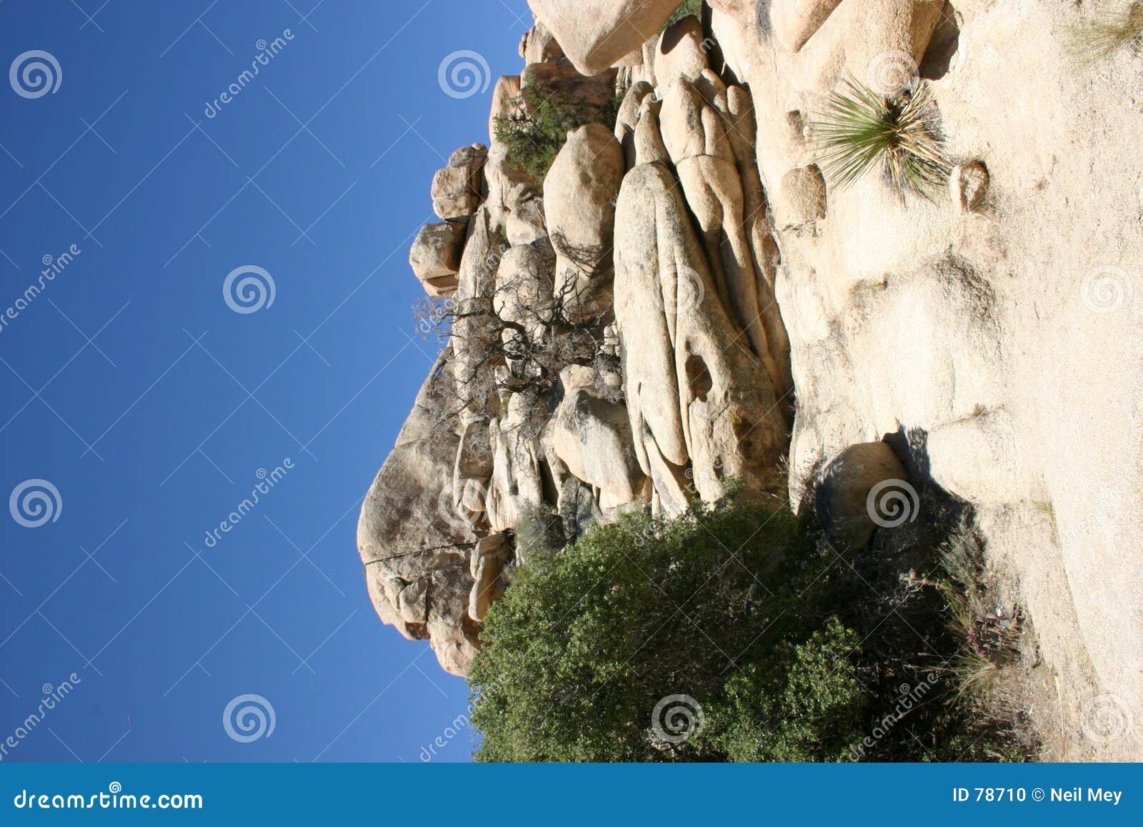 Old Desert Tree stock photo. Image of climbing, california - 78710