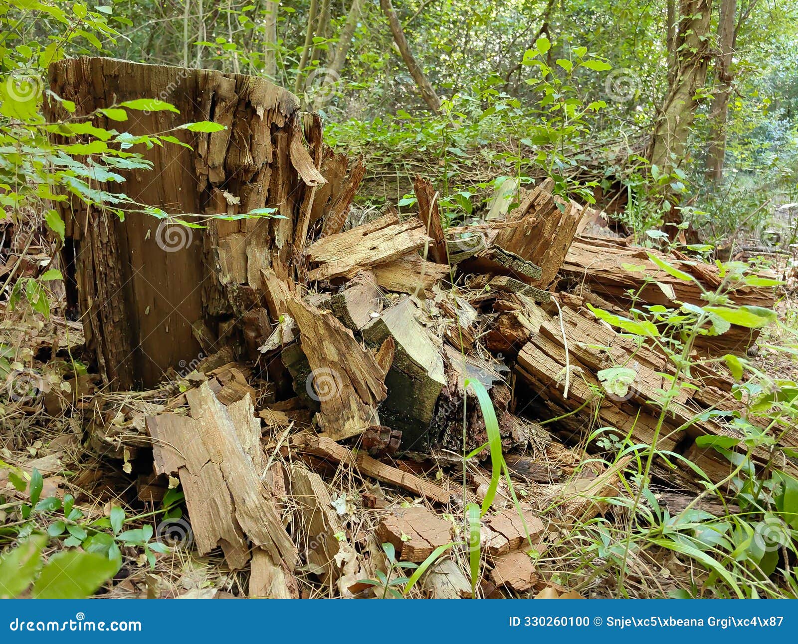 Old Destroyed Tree Stump in the Forest Stock Photo - Image of leaf ...