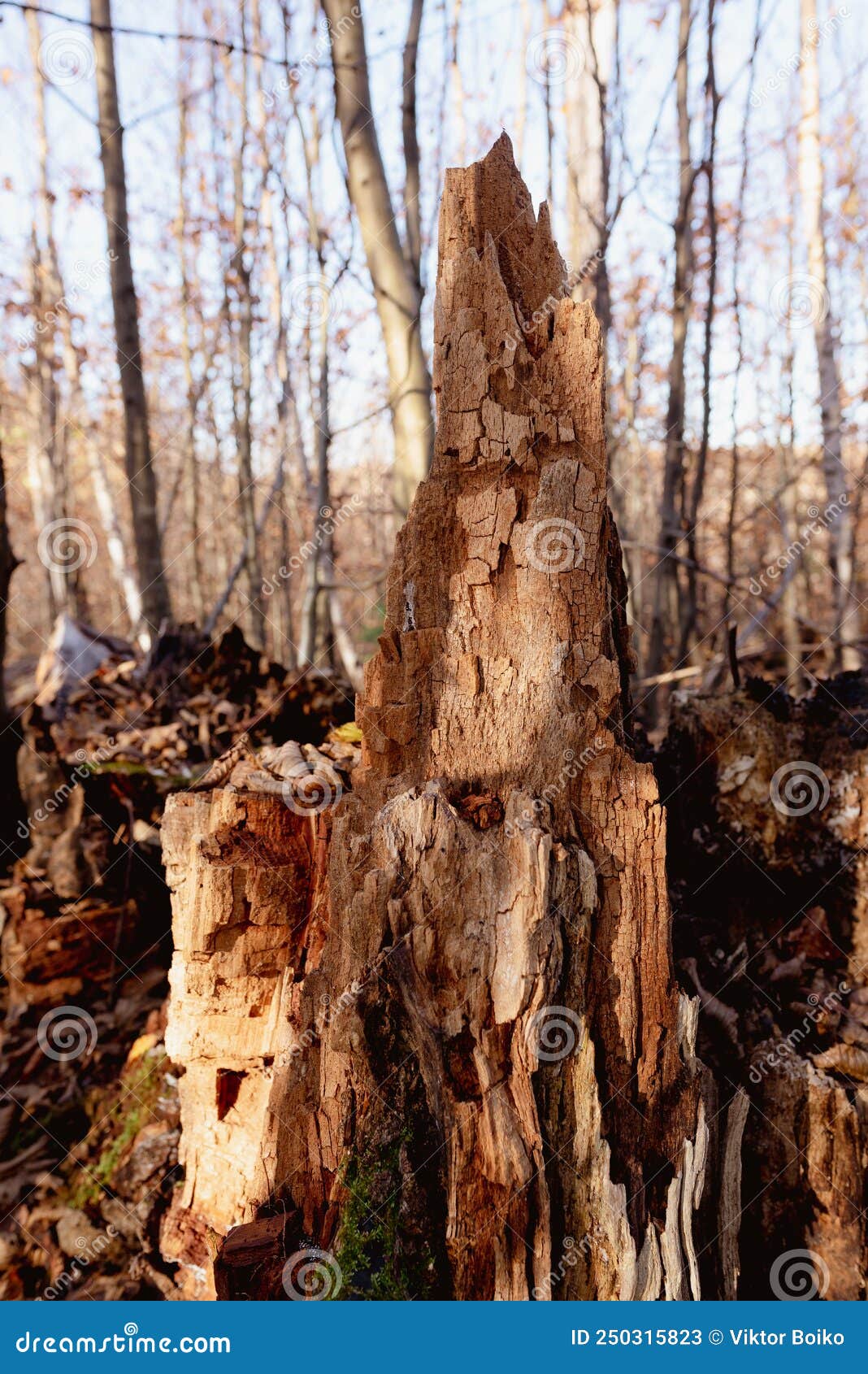 Old Destroyed Tree Stump in a Young Forest Stock Image - Image of ...