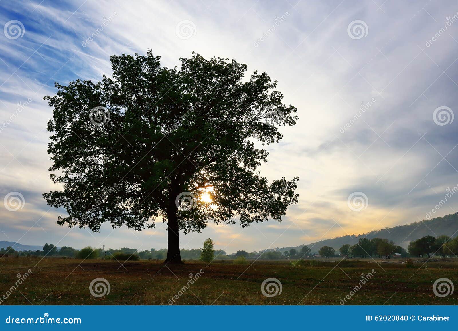 Old Detached Oak Tree at Sunset in Autumn Stock Photo - Image of nature ...