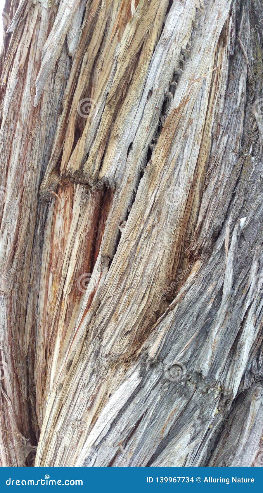 Twisted Juniper Tree Trunk Bark Stock Photo - Image of detailed, tree ...