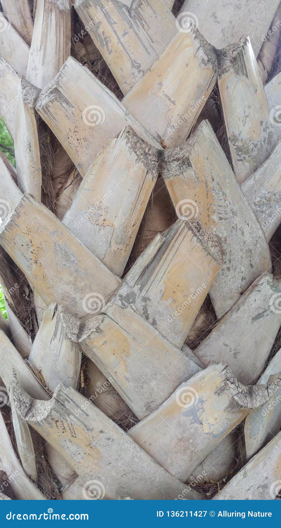 Woven Palm Tree Trunk Bark stock image. Image of woody - 136211427 Woven Palm Tree Trunk Bark stock image. Image of woody - 136211427