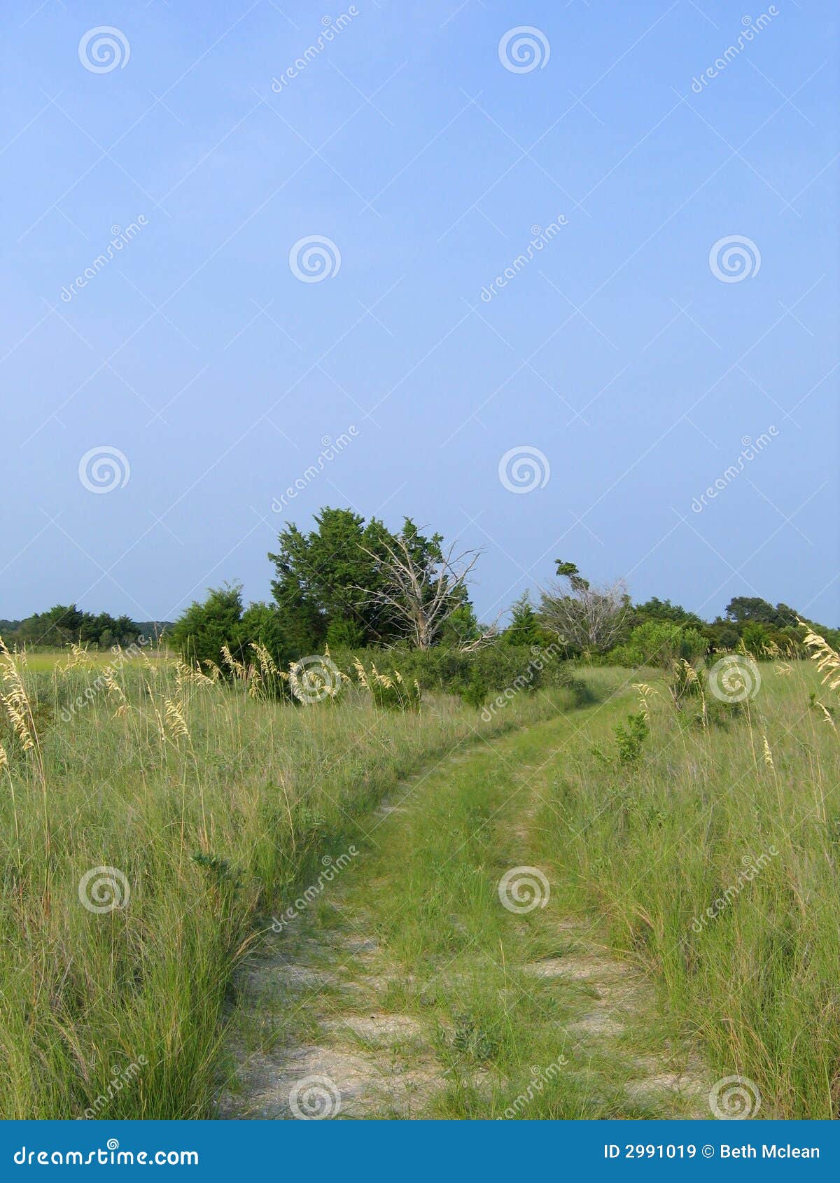 Old dirt path stock image. Image of marsh, getaway, water - 2991019