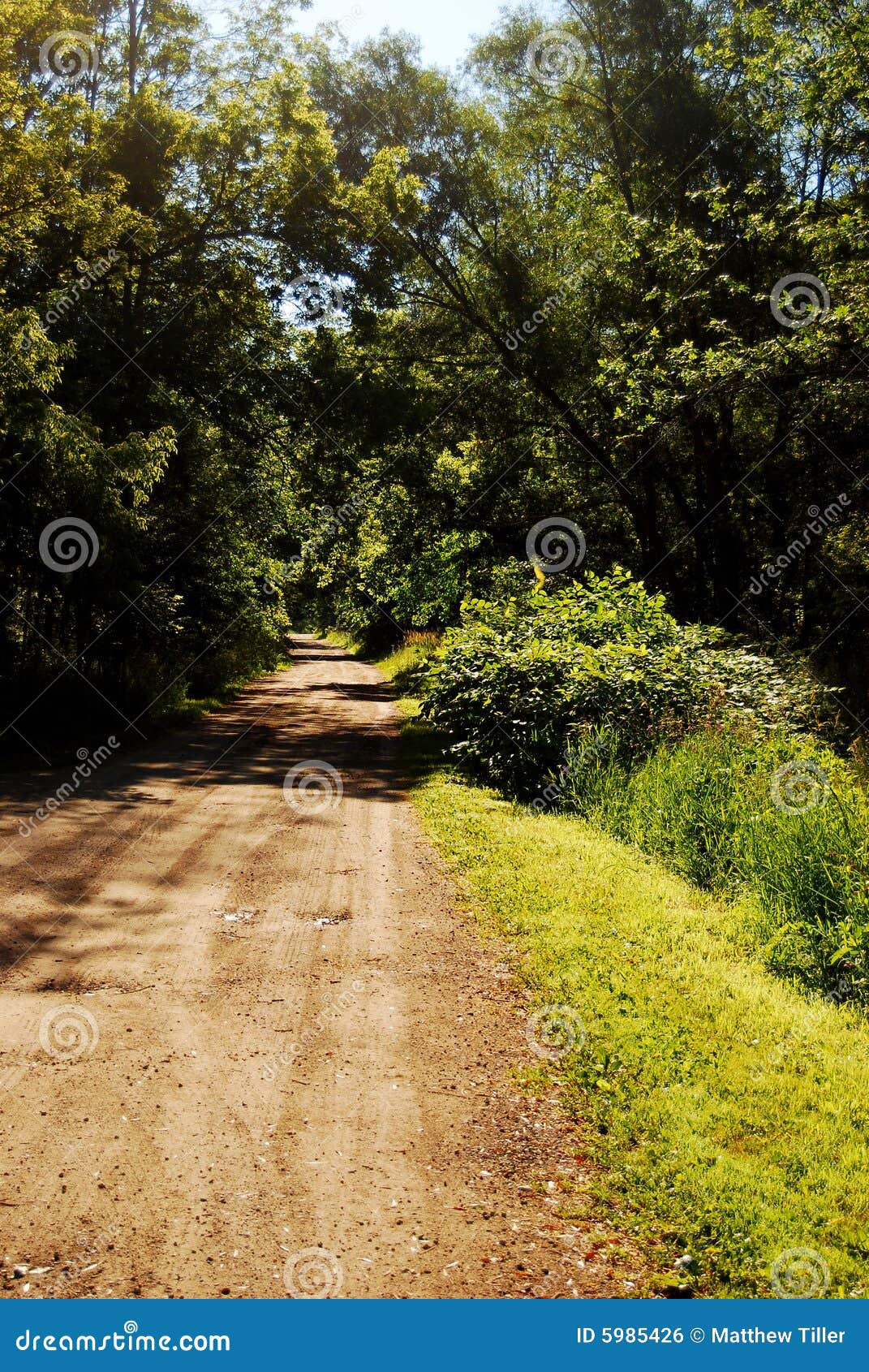 Old Dirt Road stock photo. Image of tree, forest, road - 5985426