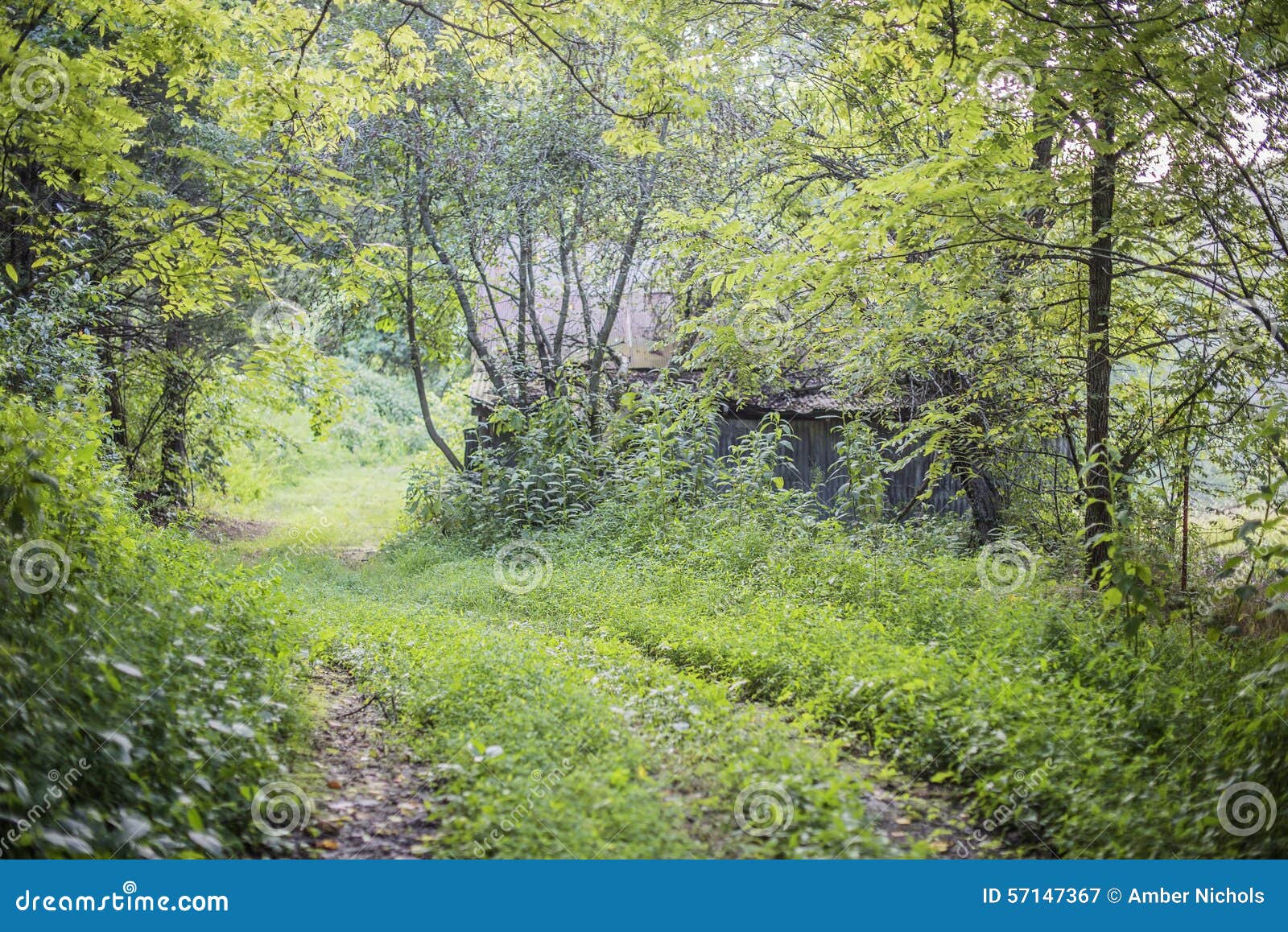 Old Dirt Road stock image. Image of outside, woods, dirt - 57147367