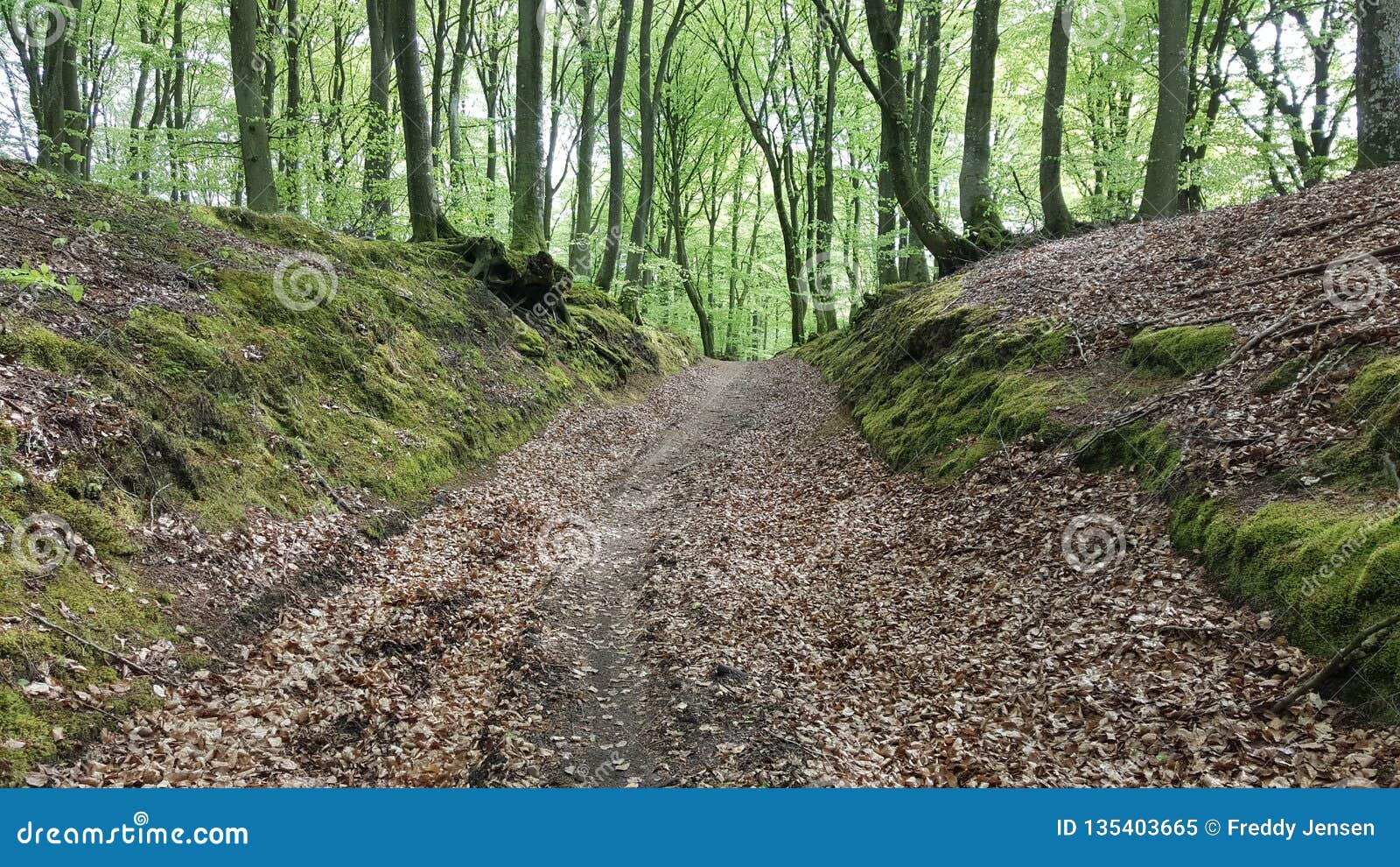 The old dirt road stock image. Image of beech, spring - 135403665