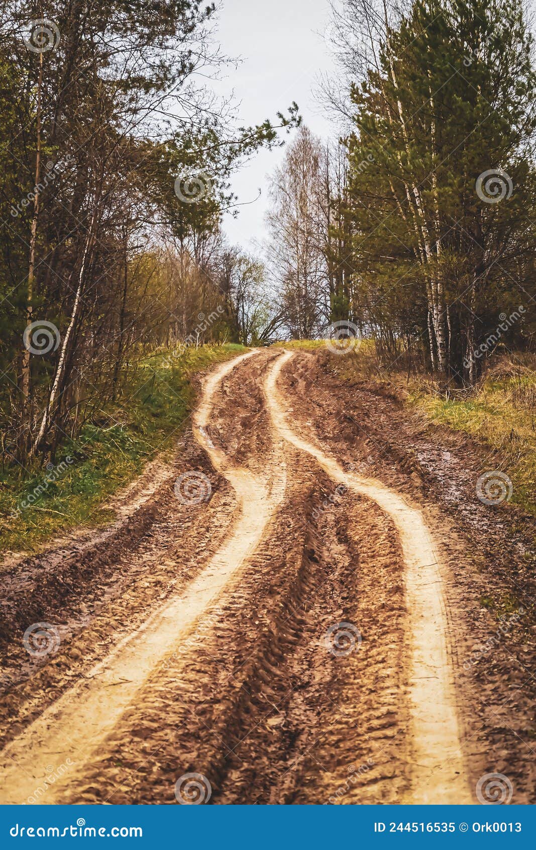 Dirt road in the forest stock image. Image of forest - 244516535