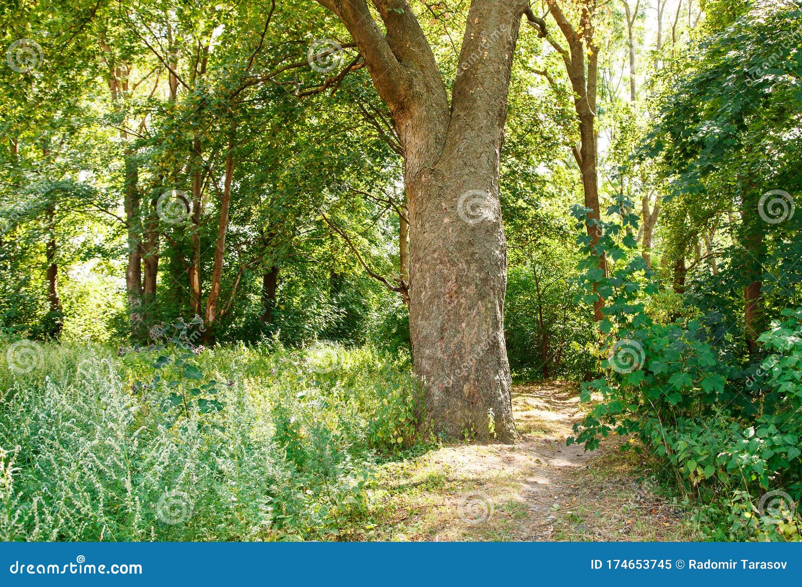Old Dirt Road in the Forest Stock Image - Image of foliage, plantation ...