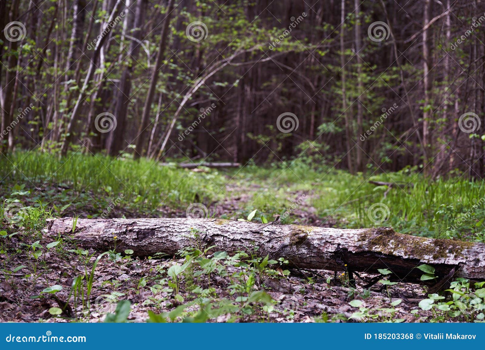 An Old Dirt Road in the Middle of the Forest with a Log Blocking the ...