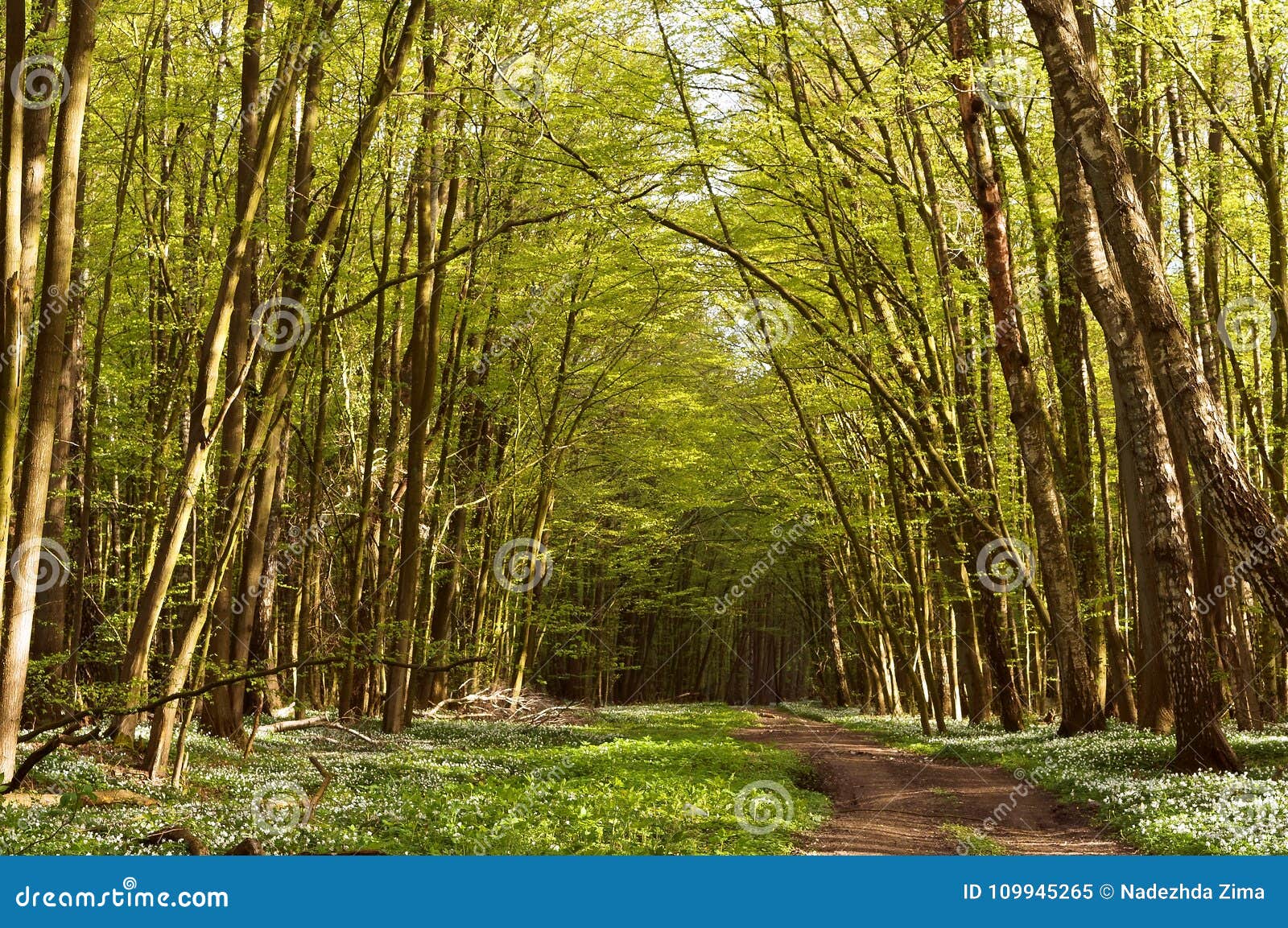 Walkway of Tall Old Green Trees, the Old Dirt Road between the Tall ...