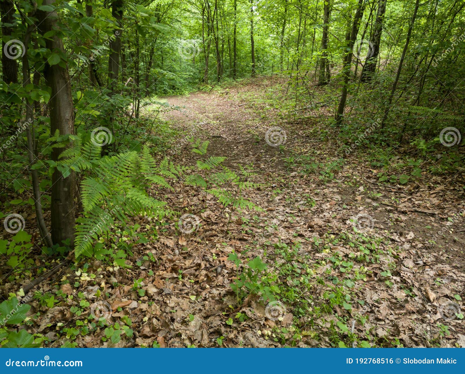 An Old Dirt Road through the Woods Covered with Leaves. a Quiet Forest ...