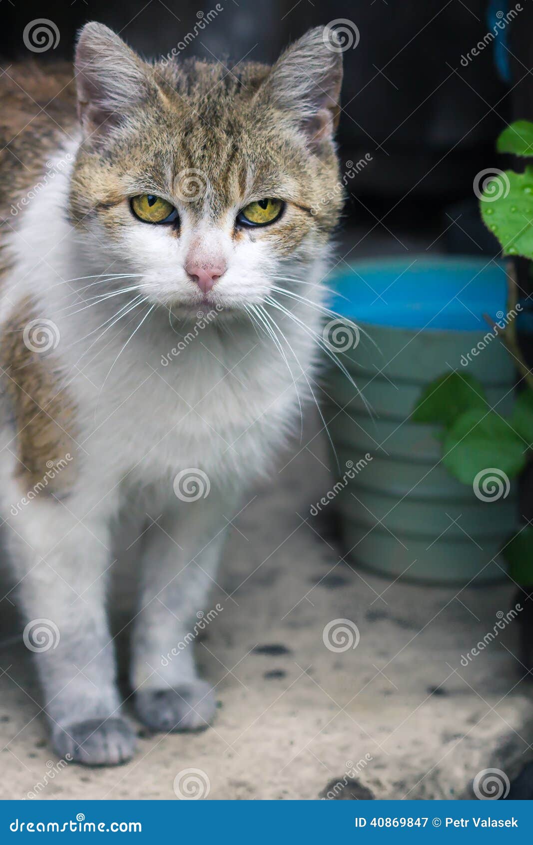 Old and dirty cat stock image. Image of brown, nature - 40869847