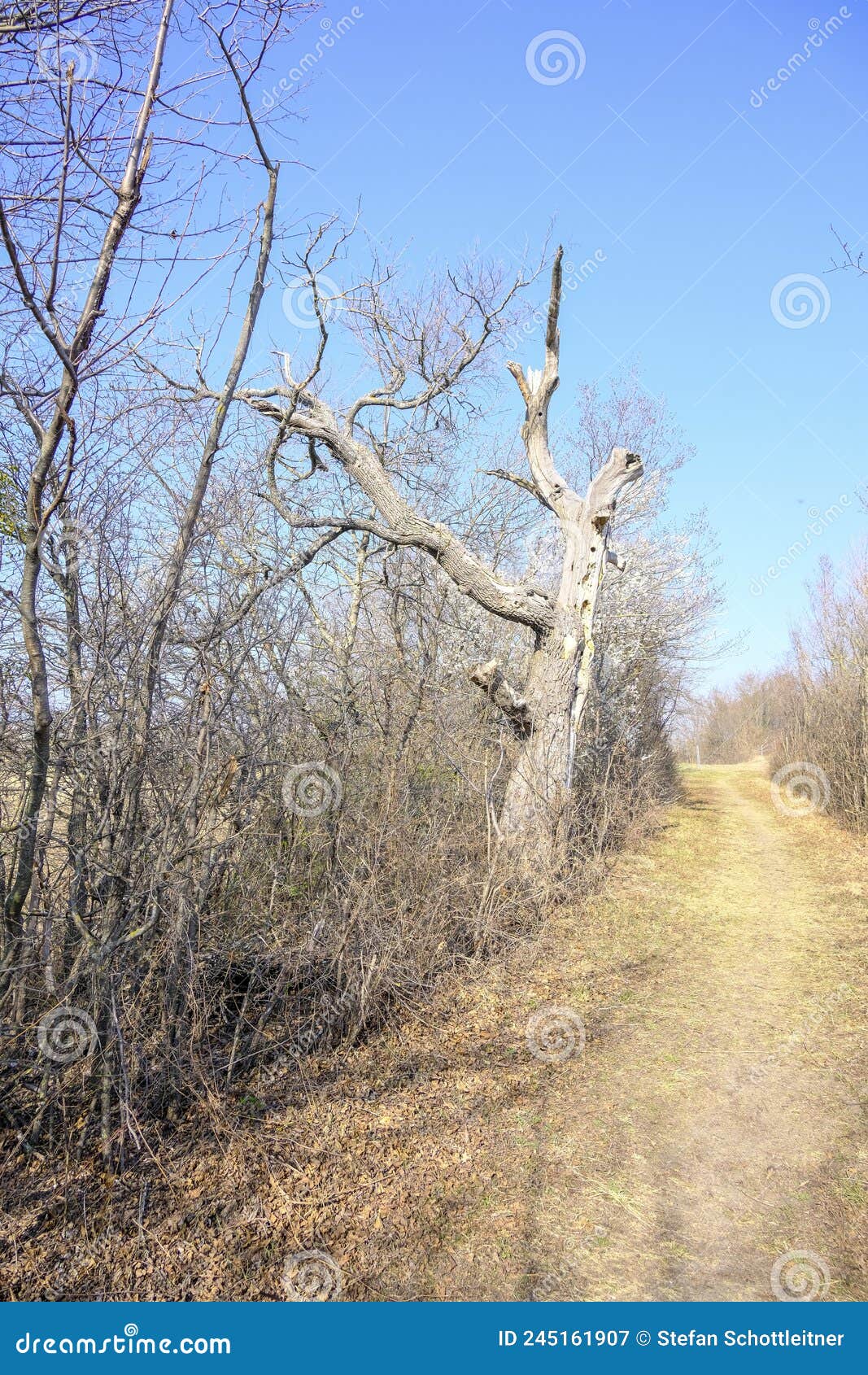 An Old Dirty Tree at Winter Stock Image - Image of tree, plant: 245161907