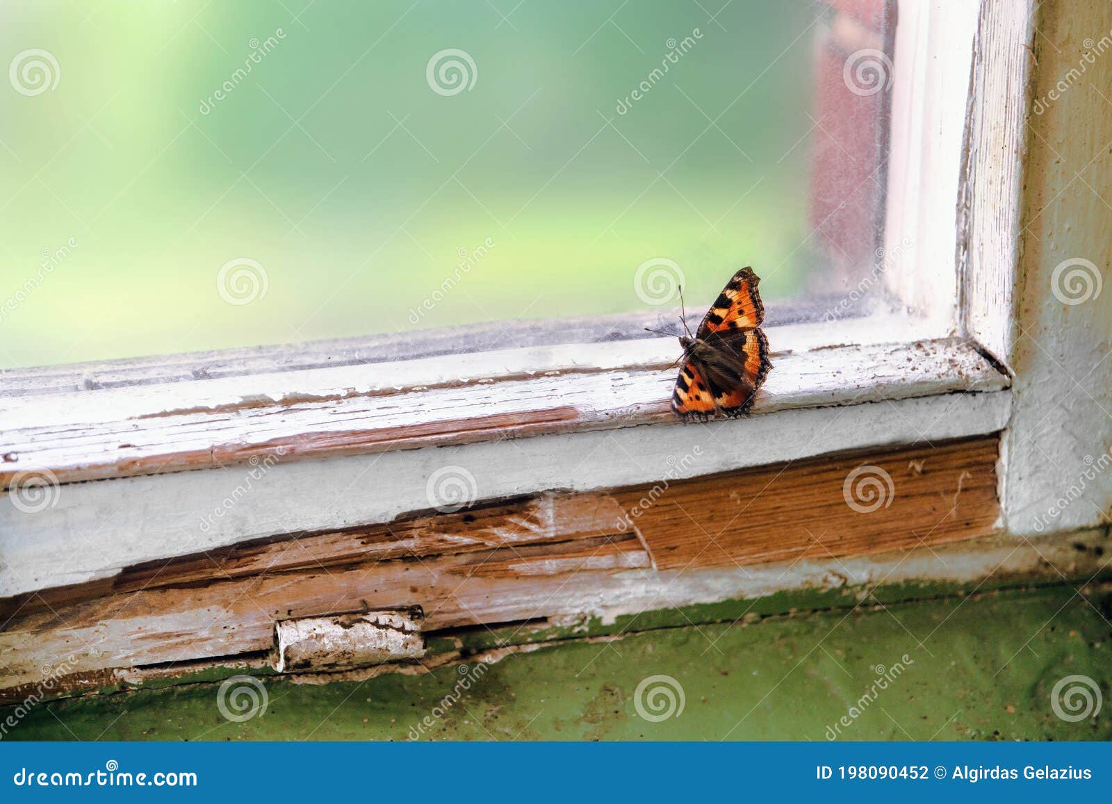 Old and Dirty Window Corner with Colorful Butterfly Stock Photo - Image ...