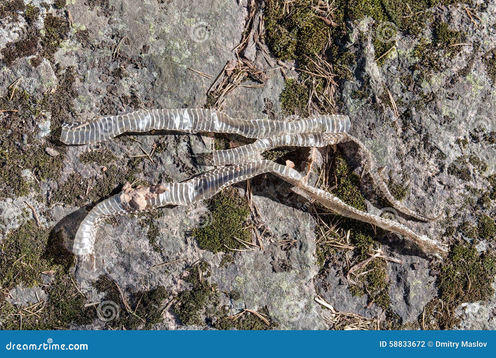 Old discarded snake skin stock photo. Image of macro - 58833672