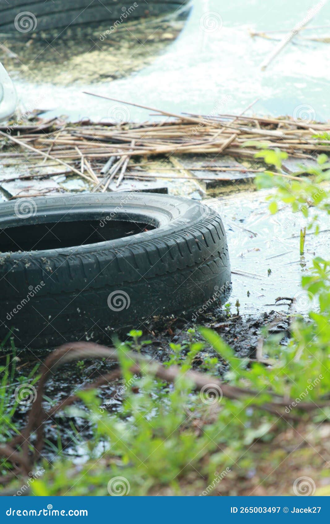 Old discarded tire stock image. Image of wildlife, wheel - 265003497