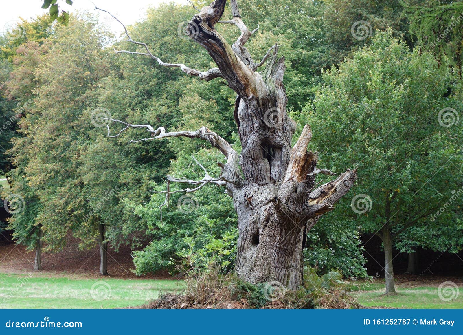 Old Distorted Oaktree stock image. Image of oaktree - 161252787