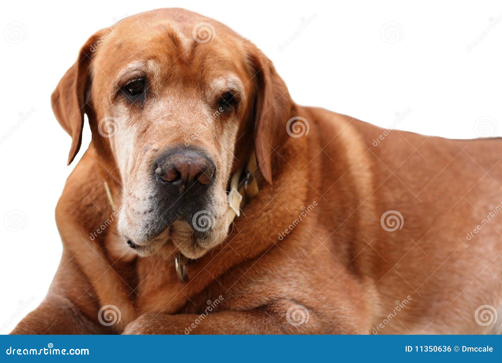 Old dog stock photo. Image of smile, sleep, white, dream - 11350636