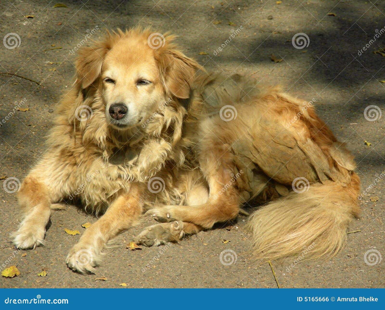Old Dog stock photo. Image of sleepy, doggie, sitting - 5165666