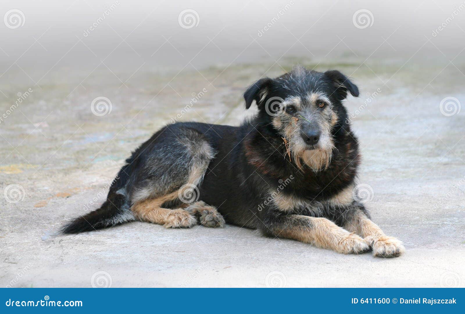 The old dog stock photo. Image of animal, care, background - 6411600