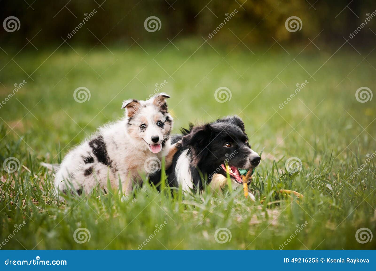 Old Dog Border Collie and Puppy Playing Stock Photo - Image of animal ...
