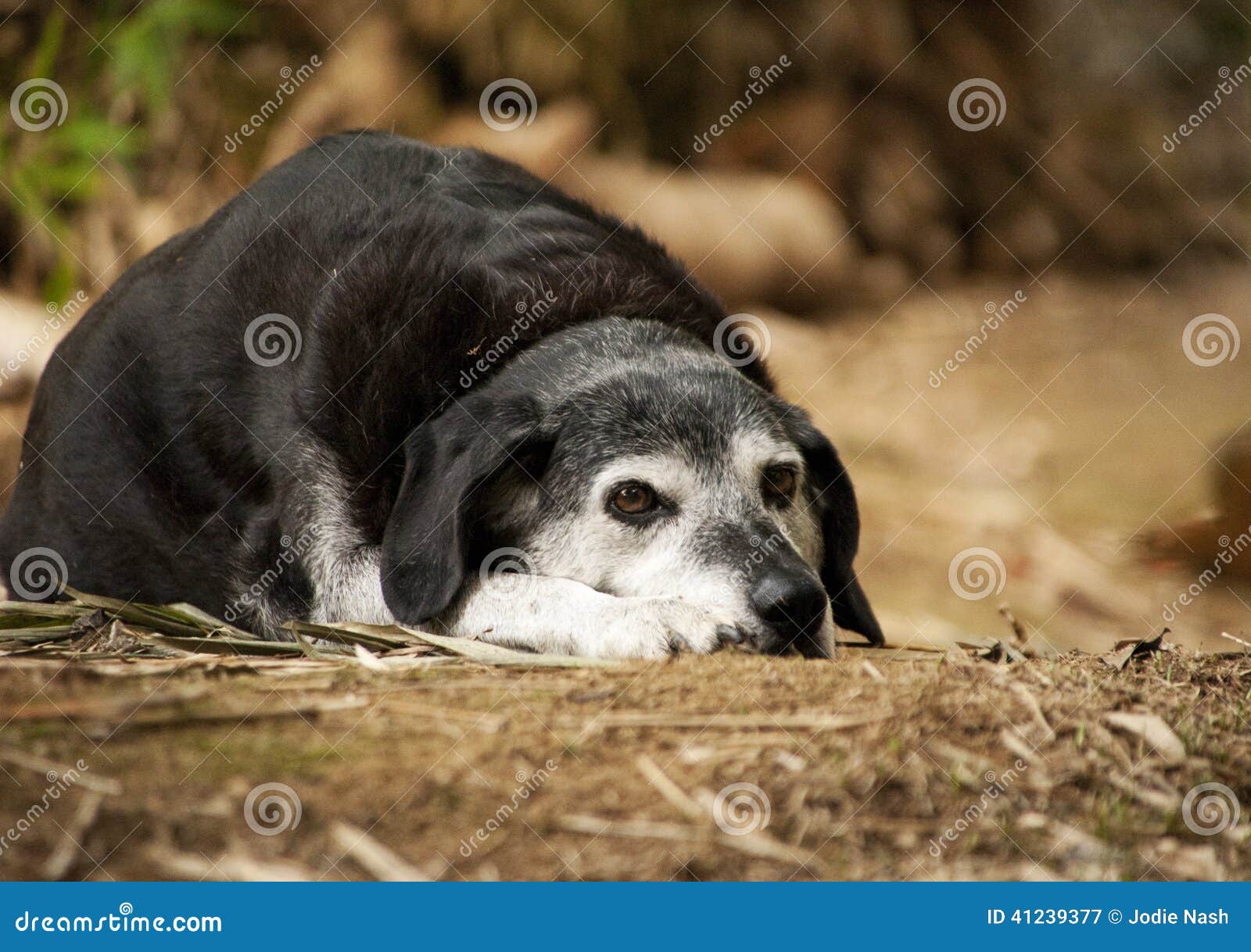 Old dog having a rest stock image. Image of queensland - 41239377