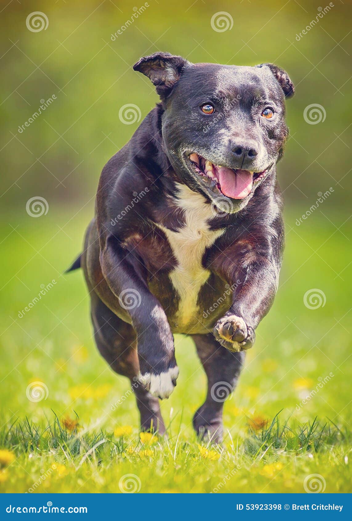 Old dog running stock photo. Image of healthy, portrait - 53923398
