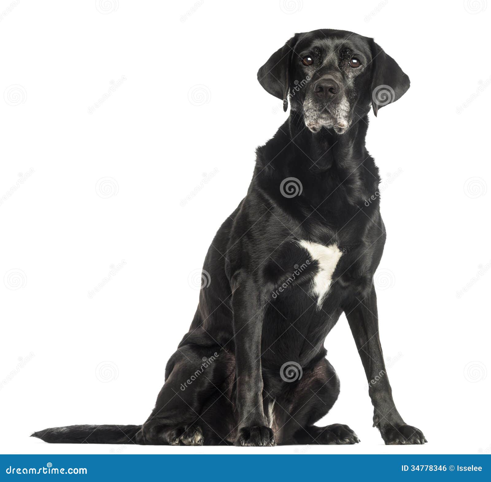 Old dog sitting, isolated stock photo. Image of carnivore - 34778346