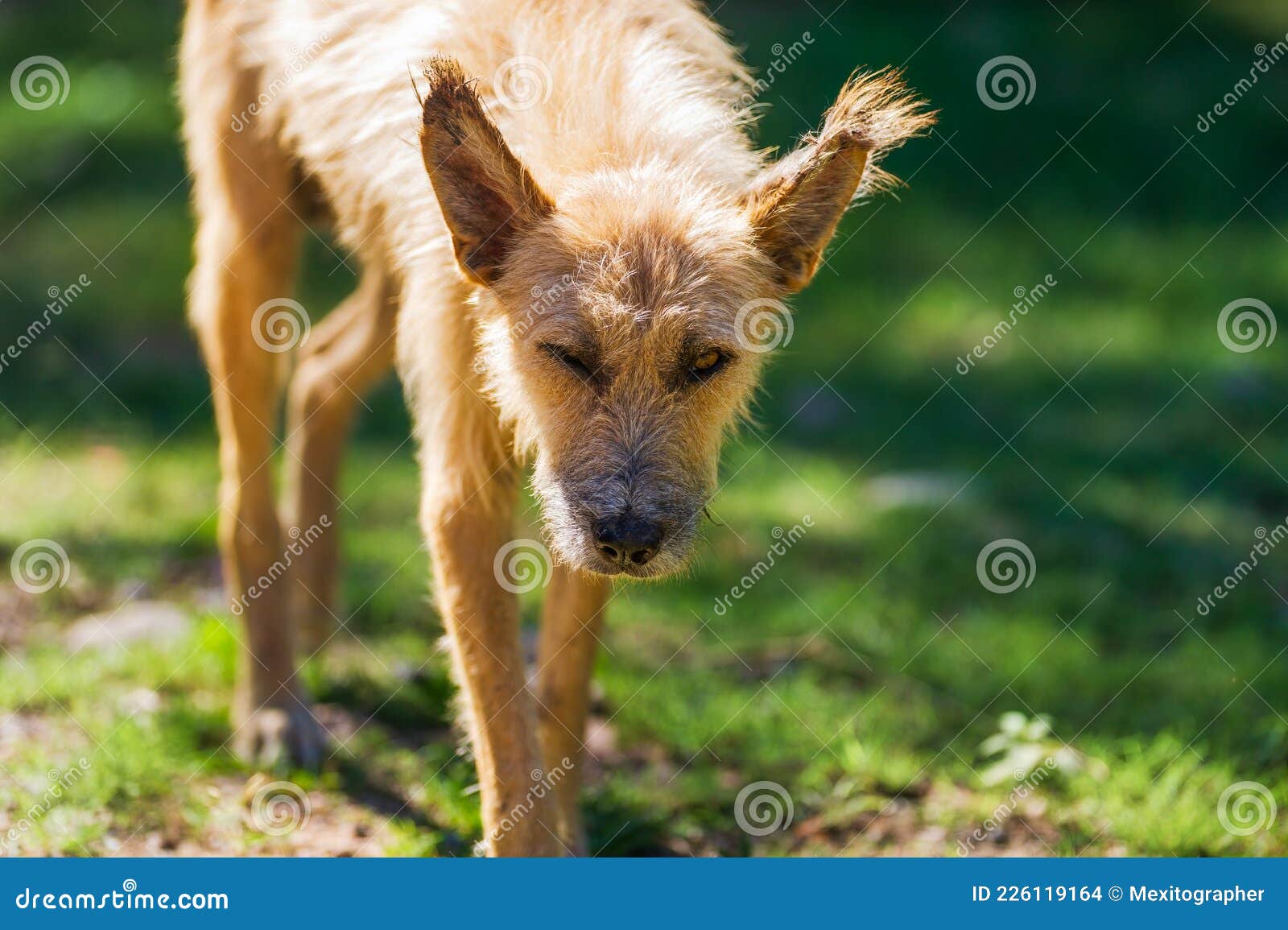 Old Dog Walking Outdoors stock photo. Image of looking - 226119164