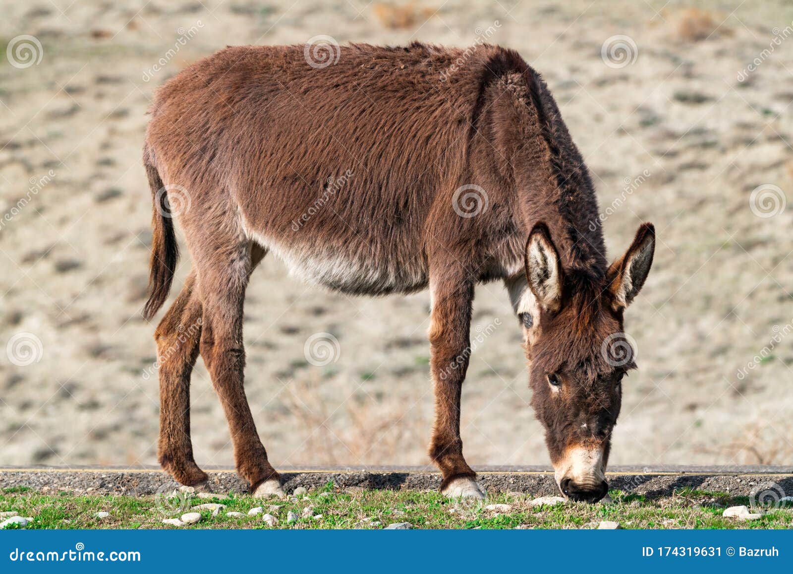 Old donkey grazes by road stock image. Image of country - 174319631