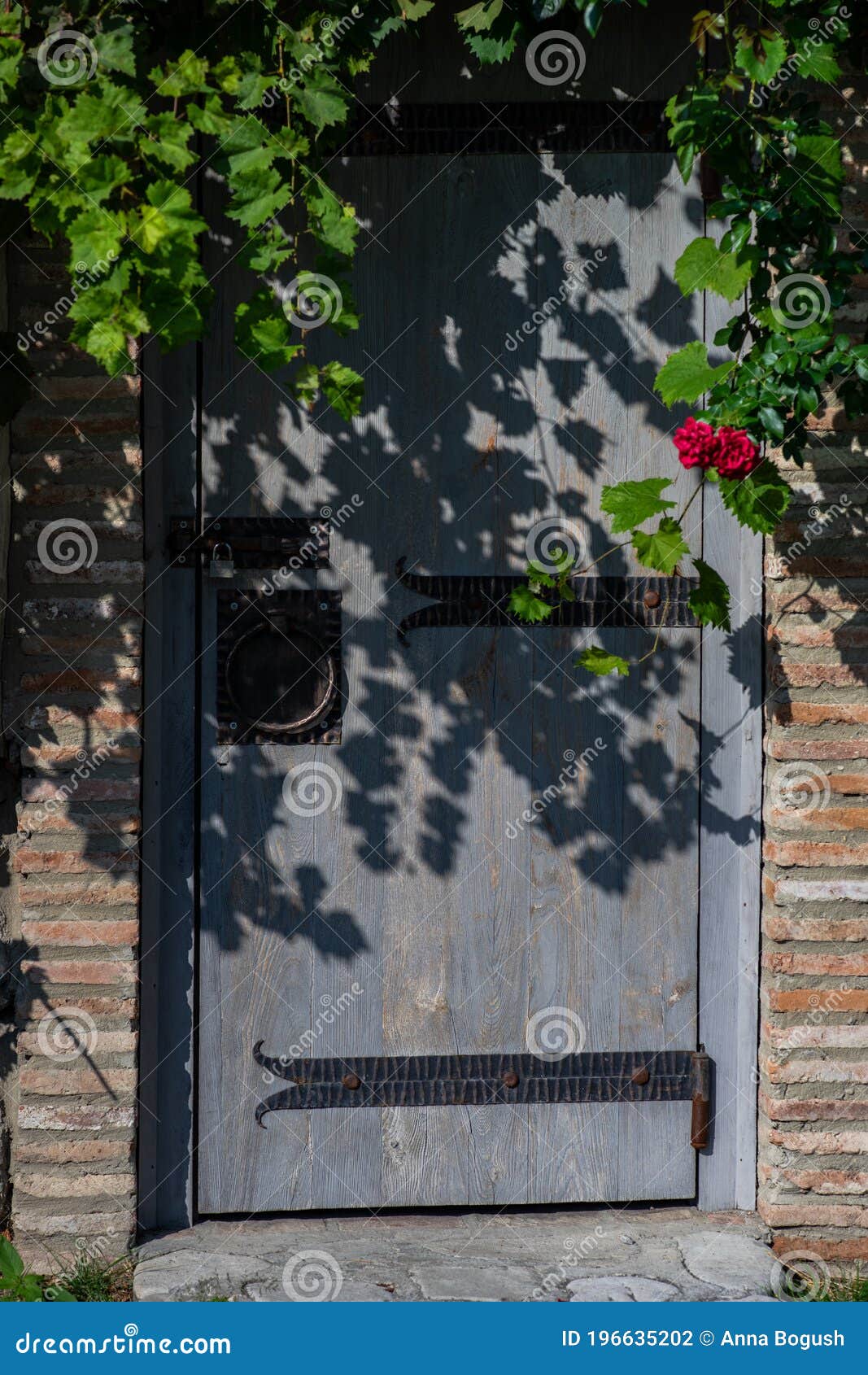 Old Door with Creeping Grape Plant Stock Photo - Image of touristic ...